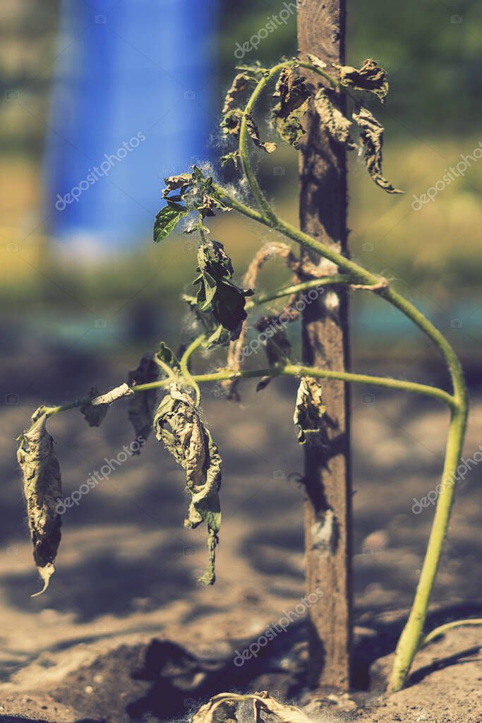 El arbusto seco de un tomate. La planta se marchitó por falta de agua ...