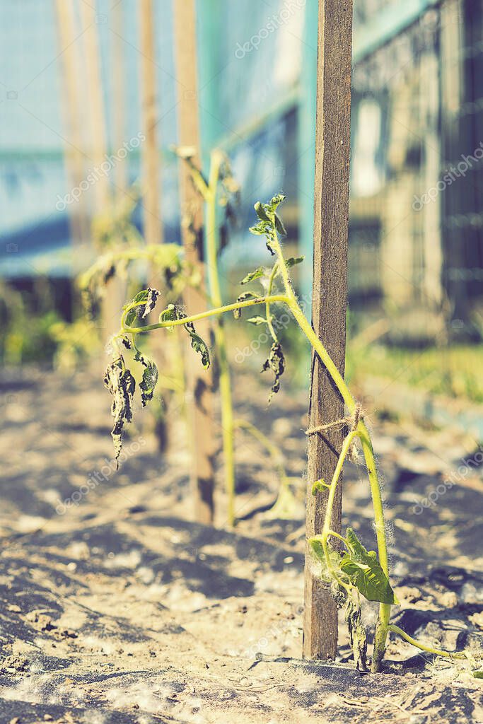 El arbusto seco de un tomate. La planta se marchit por falta de agua ...