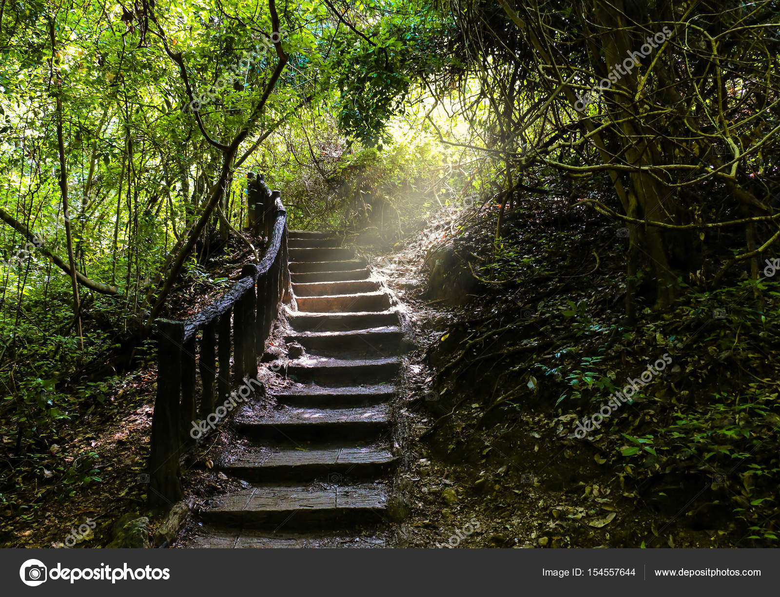 Stairway pathway going a long way up to freshly green dense forest ...