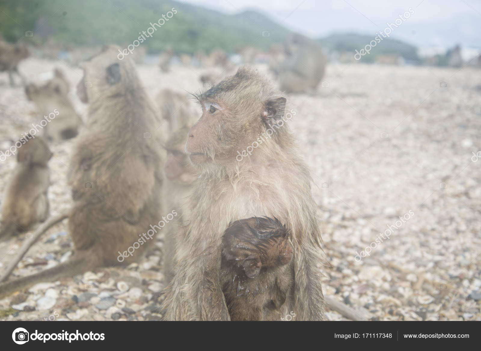 Monkey island. Thailand. Monkey looking into the distance. ⬇ Stock ...