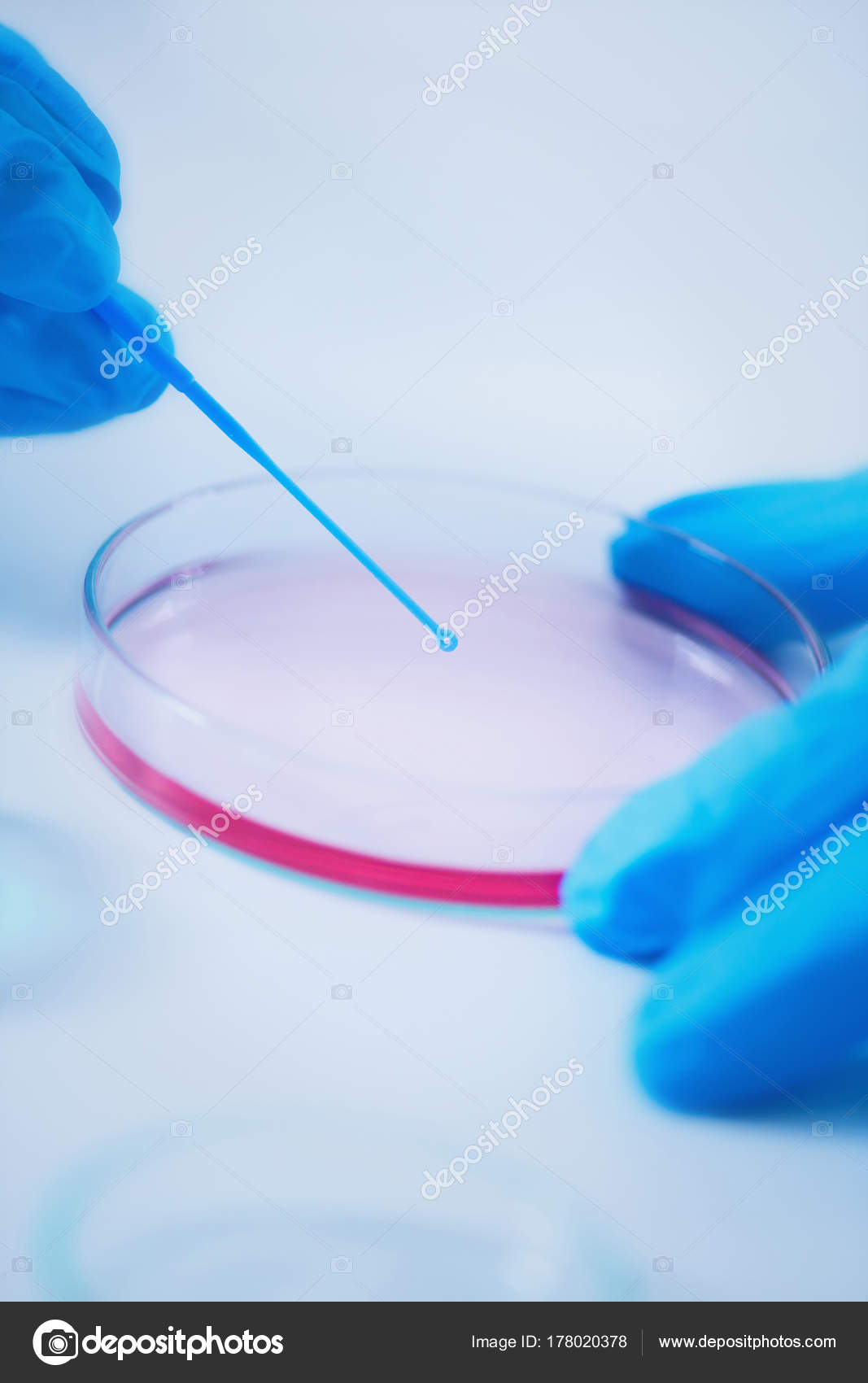Inoculating Sample Petri Dish Life Science Researcher Using Pipette ...