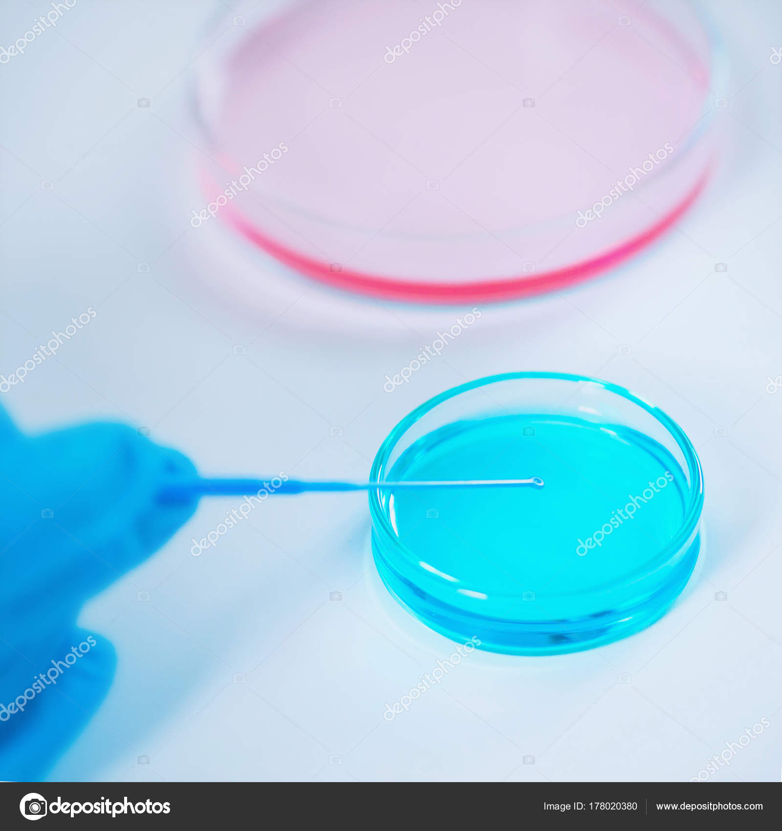 Laboratory Researcher Using Inoculation Loop Petri Dish Stock Photo by ...