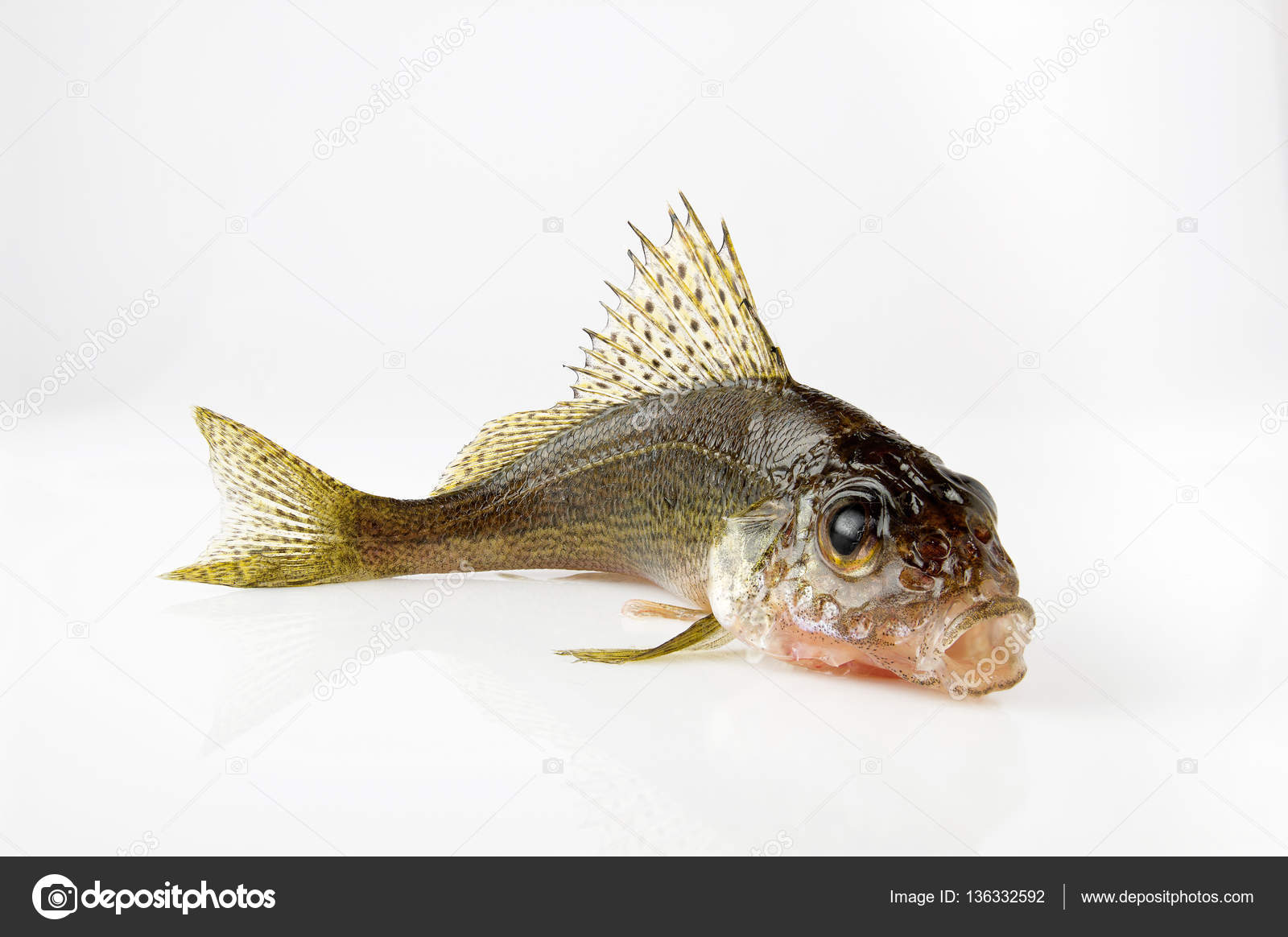 Ruff is barbed fish Stock Photo by ©oleg-skirta.yandex.ru 136332592