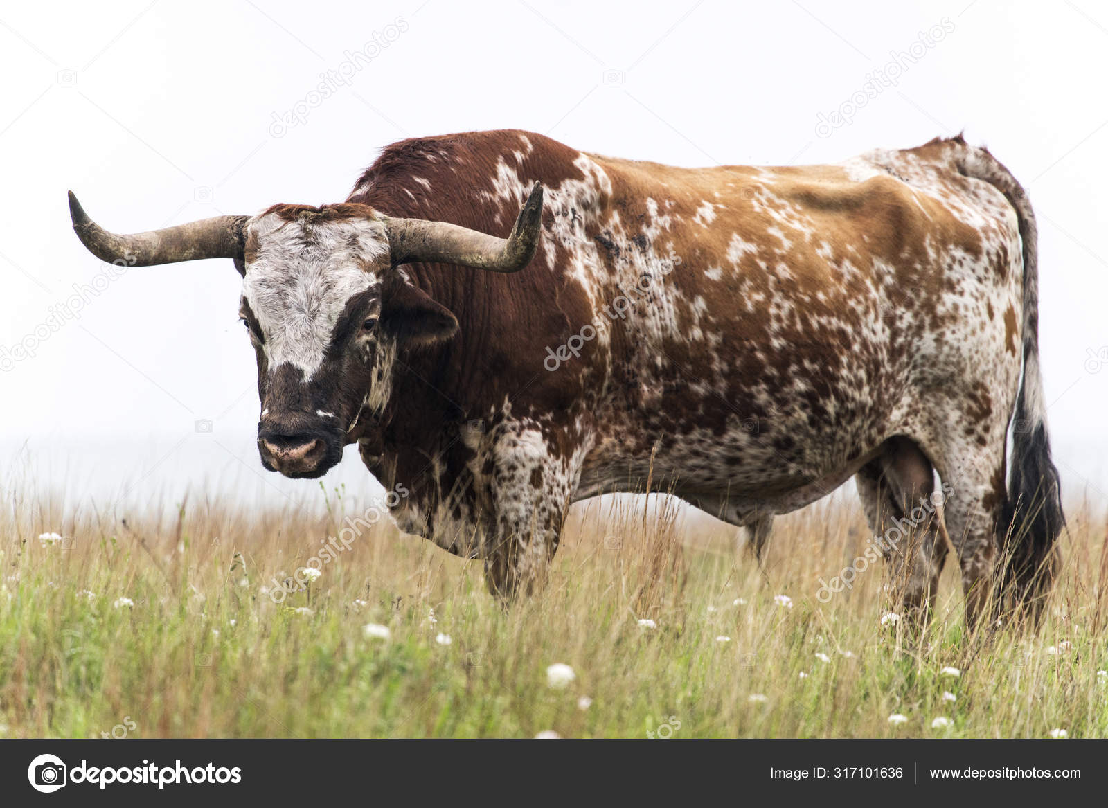 Longhorn Bull Stock Photo by ©brent_1 317101636