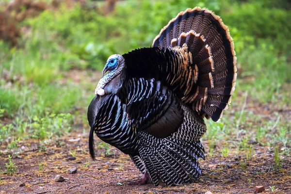 Wild Rio Grande Turkey — Stock Photo © brent_1 #339456724