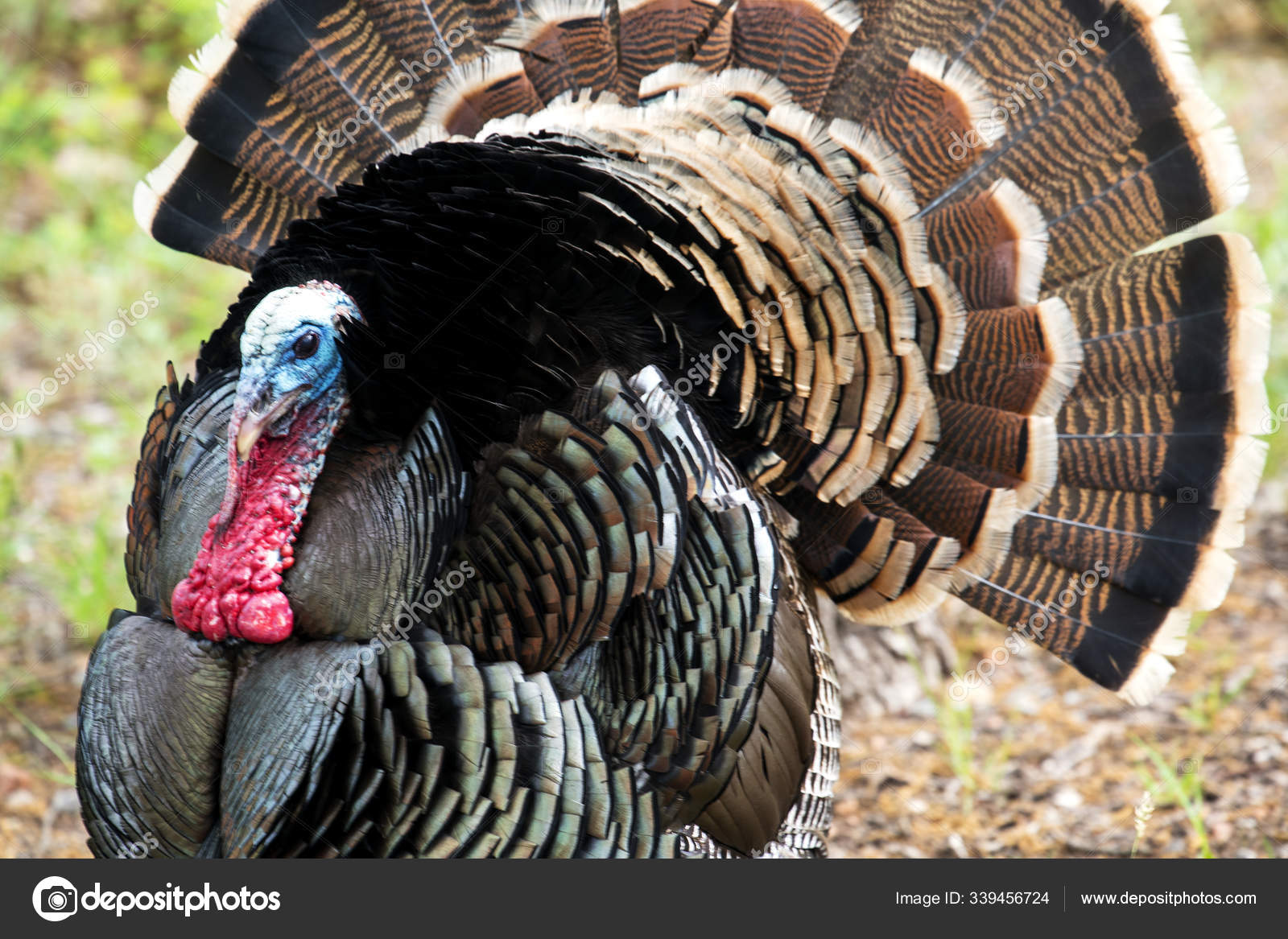 Wild Rio Grande Turkey — Stock Photo © brent_1 #339456724