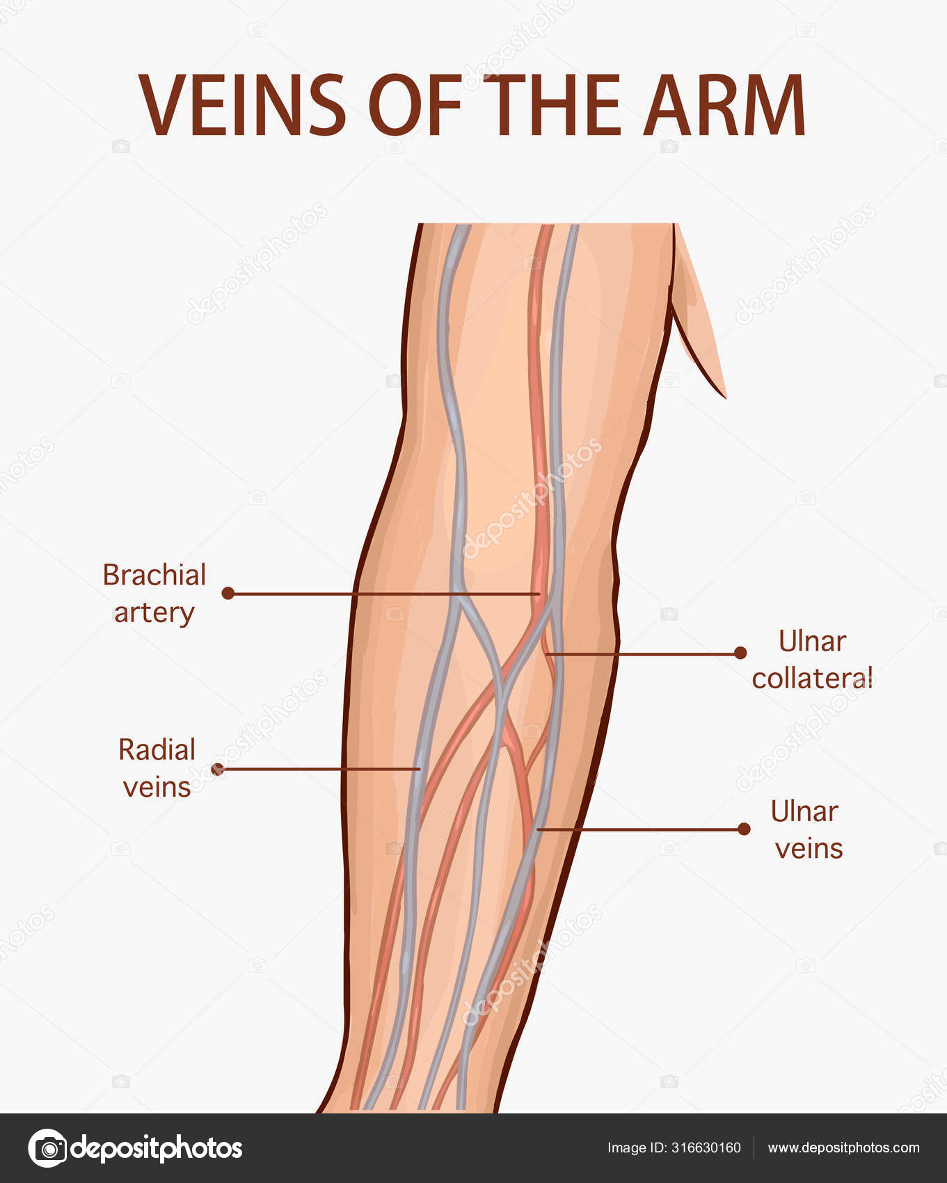 Ilustración vectorial de las venas del brazo Vector de stock por ...