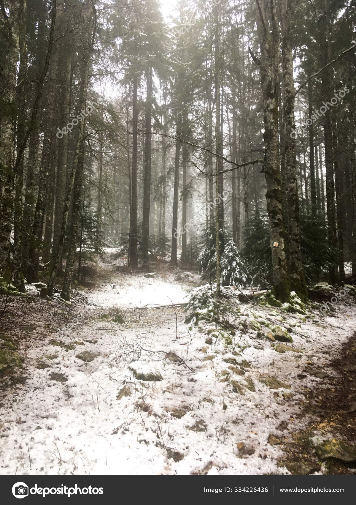 Mysterious forest of fir trees with snow for woods energy — Stock Photo ...