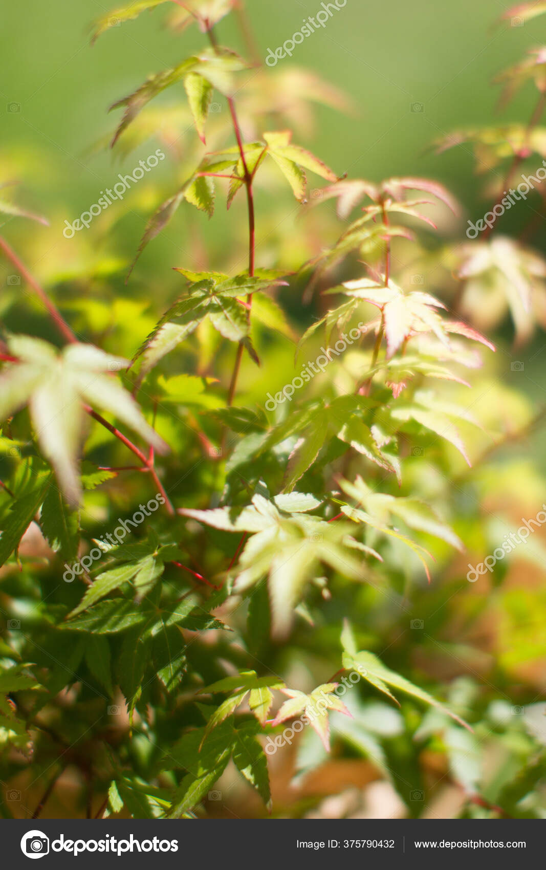 Leaves Maple Tree Acer Palmatum Little Princess Type Tree Power — Stock ...
