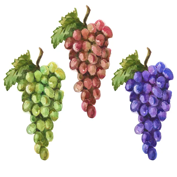 Watercolor grape set Stock Photo by ©ZeninaAsya 225667232