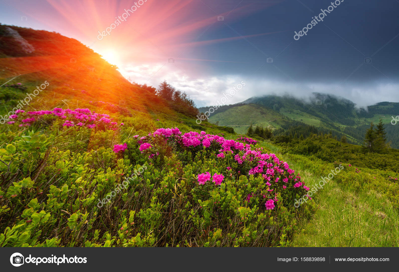 Spring Flower Sunrise