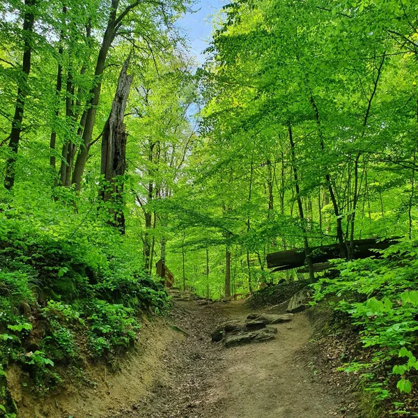 A forest path without people. - Stock Image - Everypixel