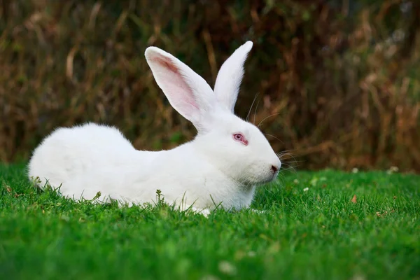 Little White Rabbit Green Background Easy Cut Paste Stock Photo by ...