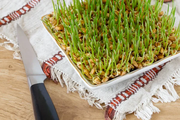 Germinating grains Stock Photos, Royalty Free Germinating grains Images ...