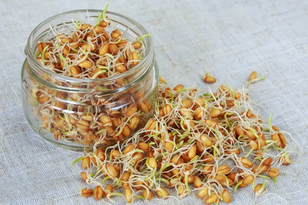 Germinating grains Stock Photos, Royalty Free Germinating grains Images ...