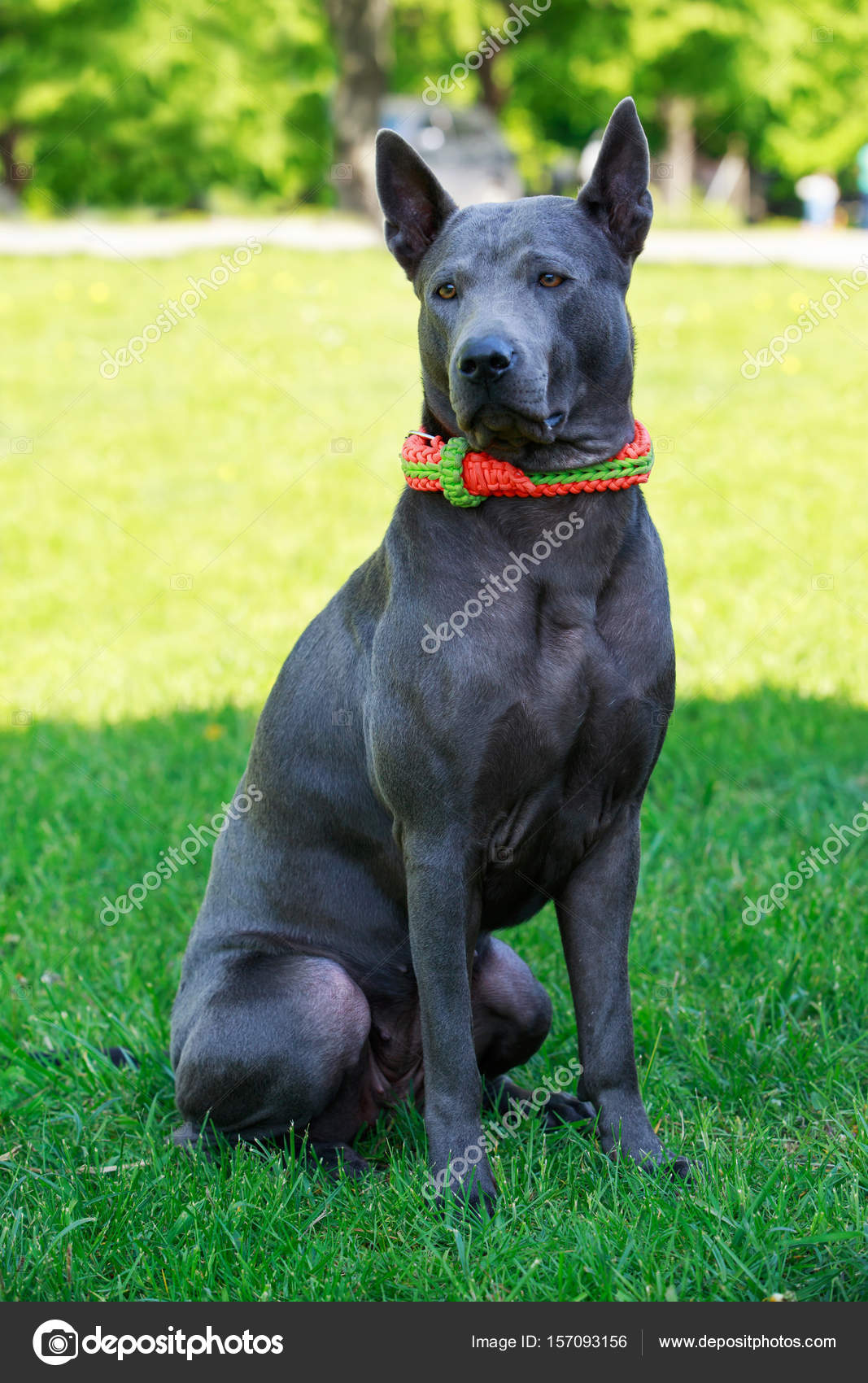 Can A Thai Ridgeback Live In Indonesia