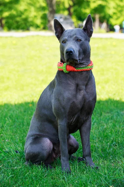 Thai Ridgeback Pitbull Mix