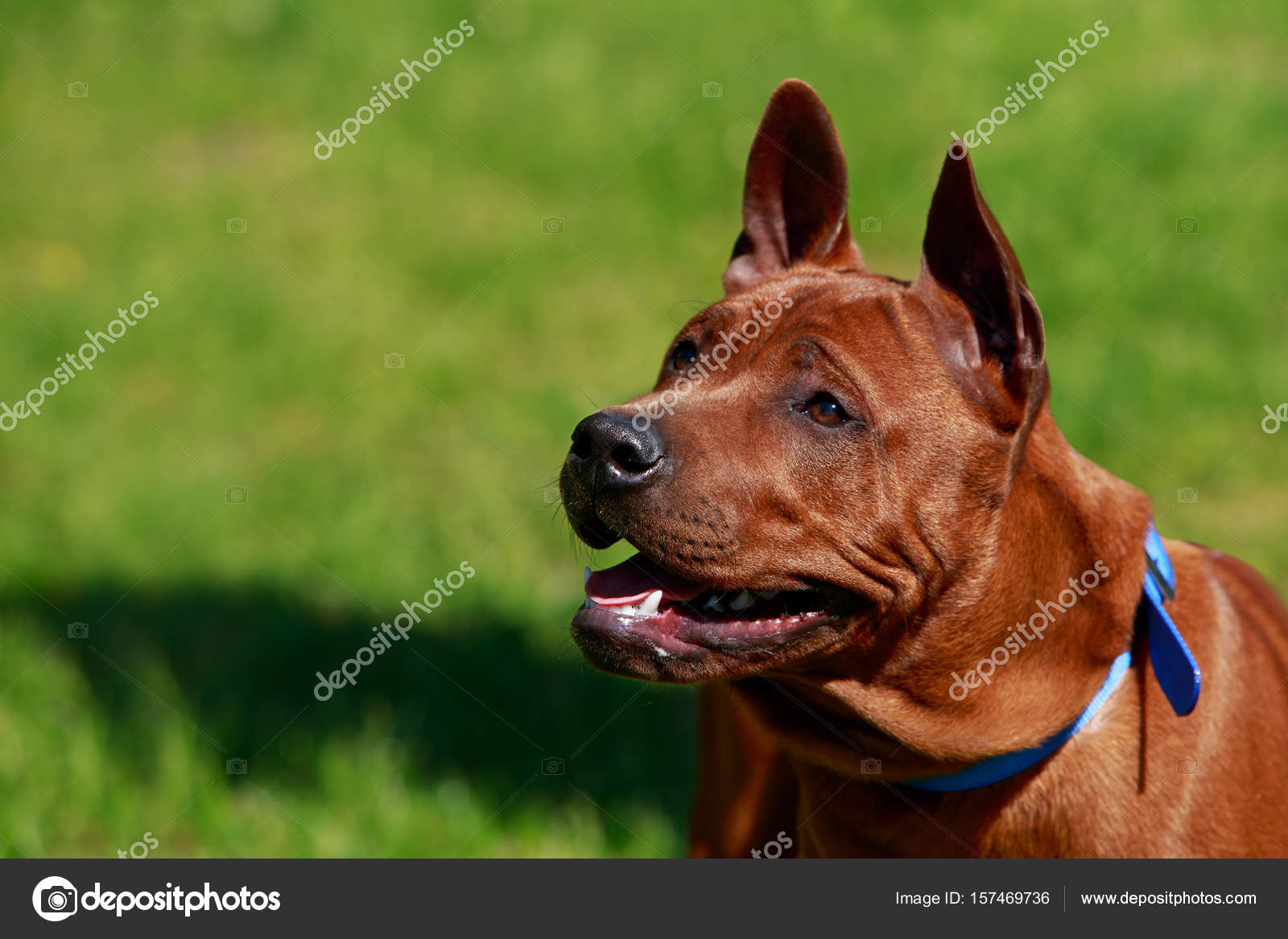 Red Thai Ridgeback