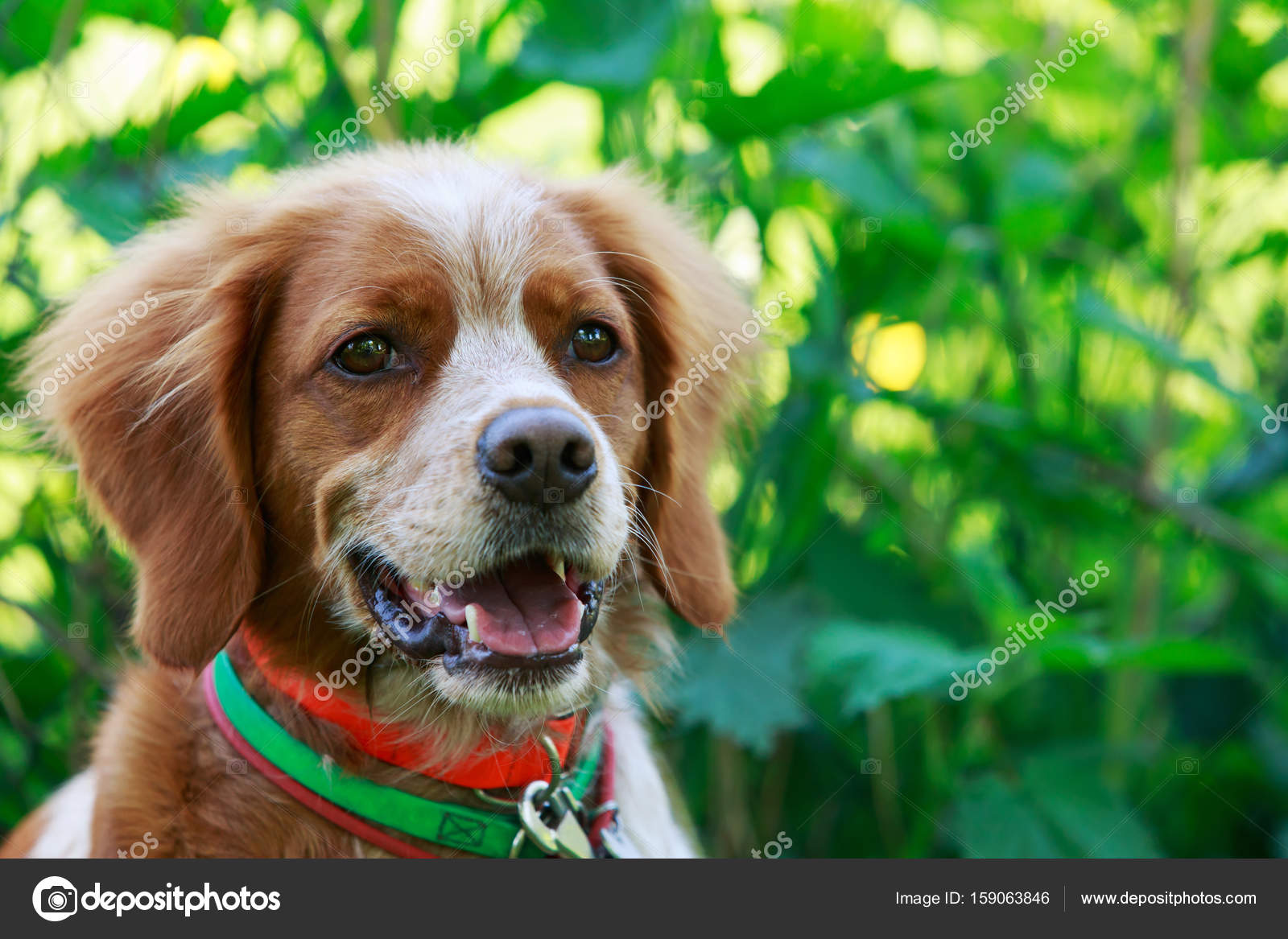 Brittany Spaniel Duck Hunting