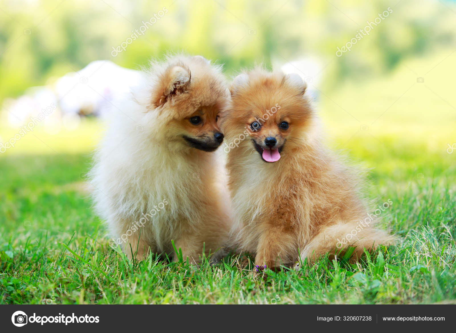 The dog breed miniature spitz — Stock Photo © DevidDO #320607238