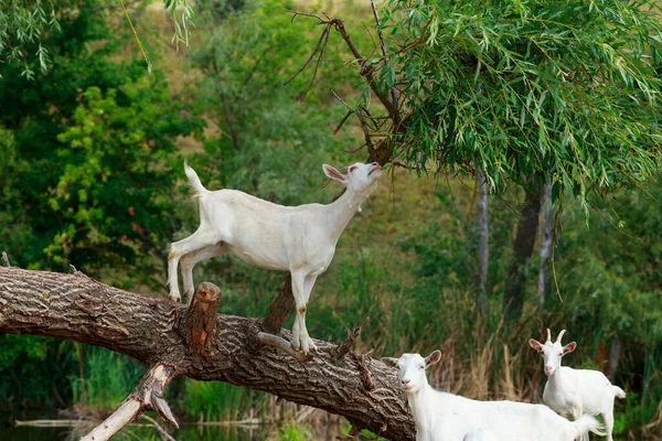 Goat tree Stock Photos, Royalty Free Goat tree Images | Depositphotos