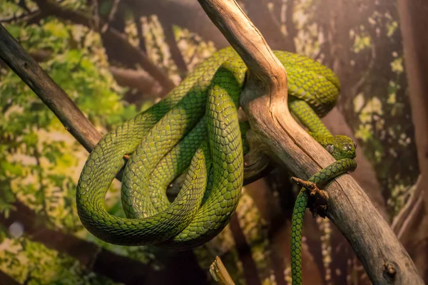 Cat eye tree snake Stock Photos, Royalty Free Cat eye tree snake Images ...