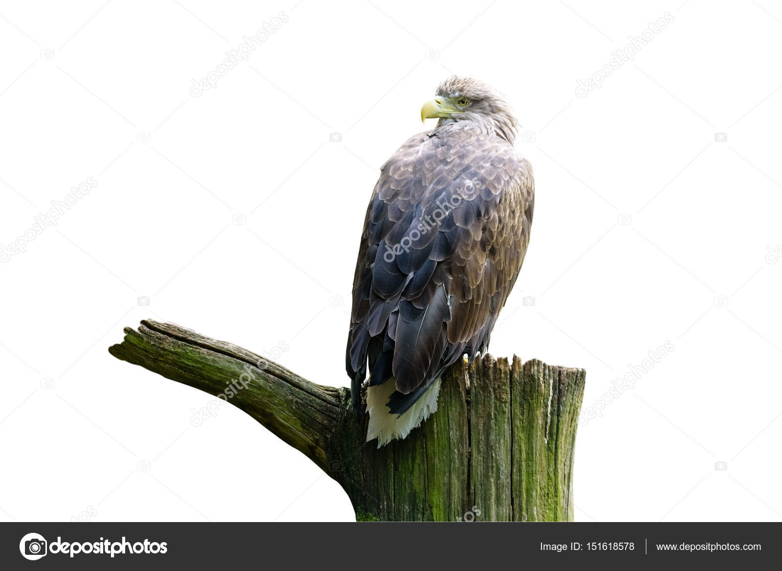 White-tailed sea-eagle. Eagle of the rain, sea grey eagle, erne, gray ...