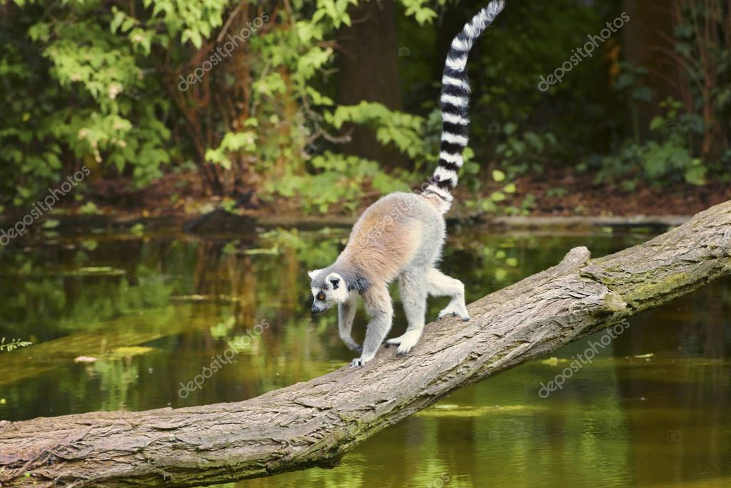 Lémur de cola anillada, Lemur catta, un primate estrepsirrino, con un ...