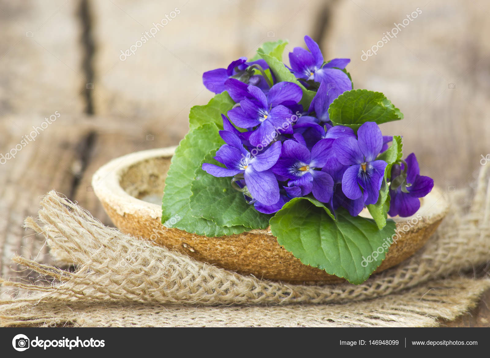 Viola odorata - spring flowers bouquet Stock Photo by ©mira.drozdowski ...