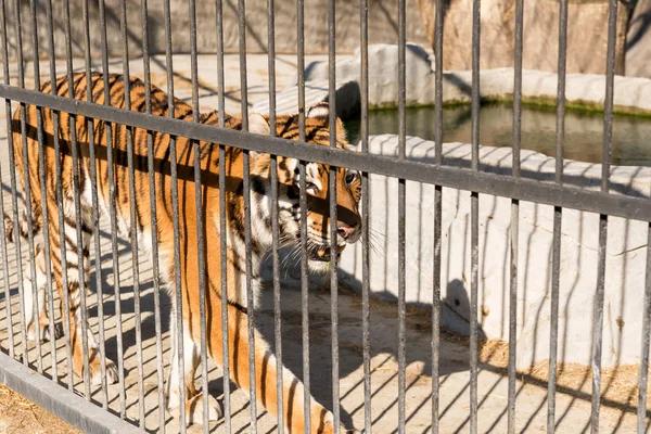 Zoo railing Stock Photos, Royalty Free Zoo railing Images | Depositphotos