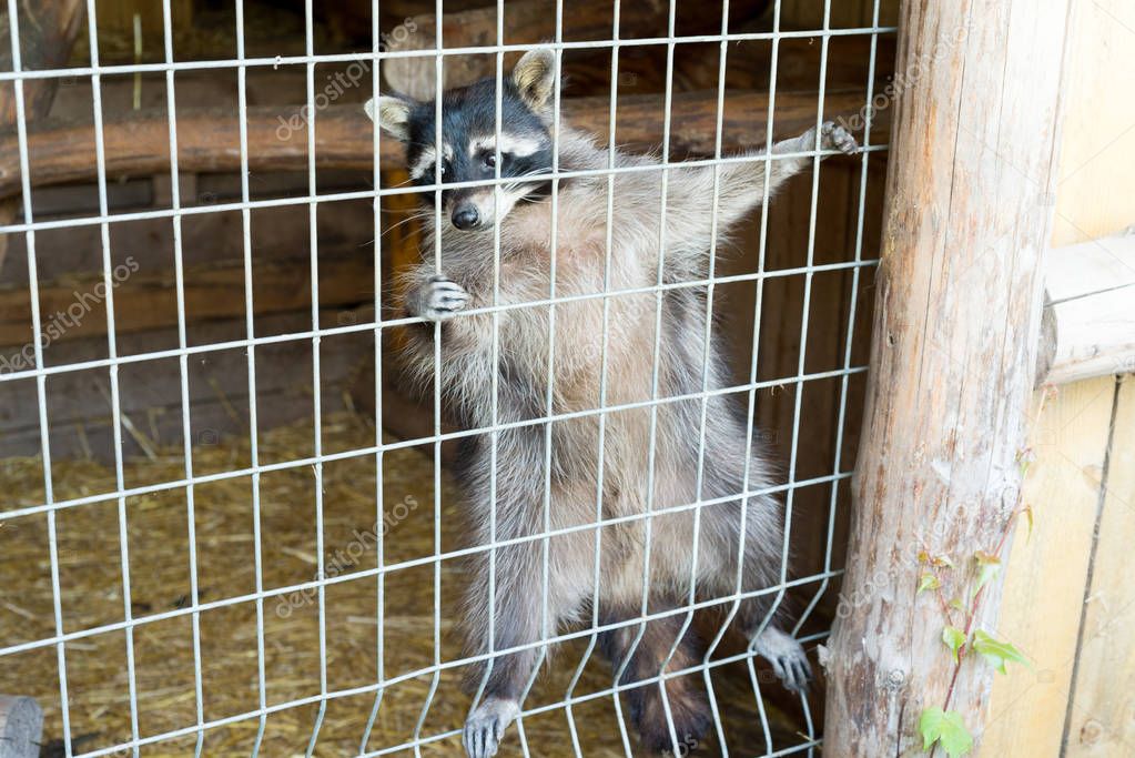 Un mapache lindo, gris y rayado pide comida a través de una jaula de ...