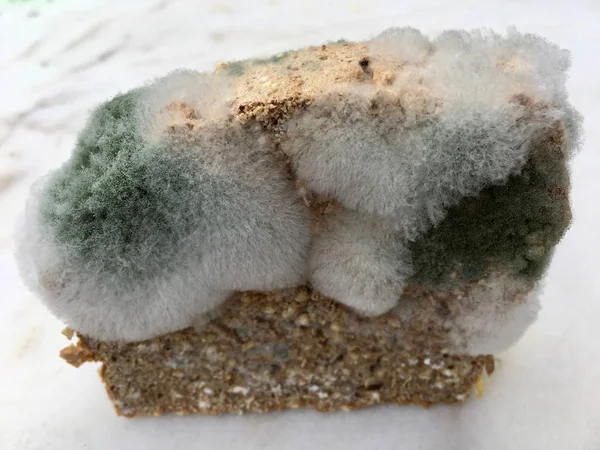 Aspergillus Mold On Bread