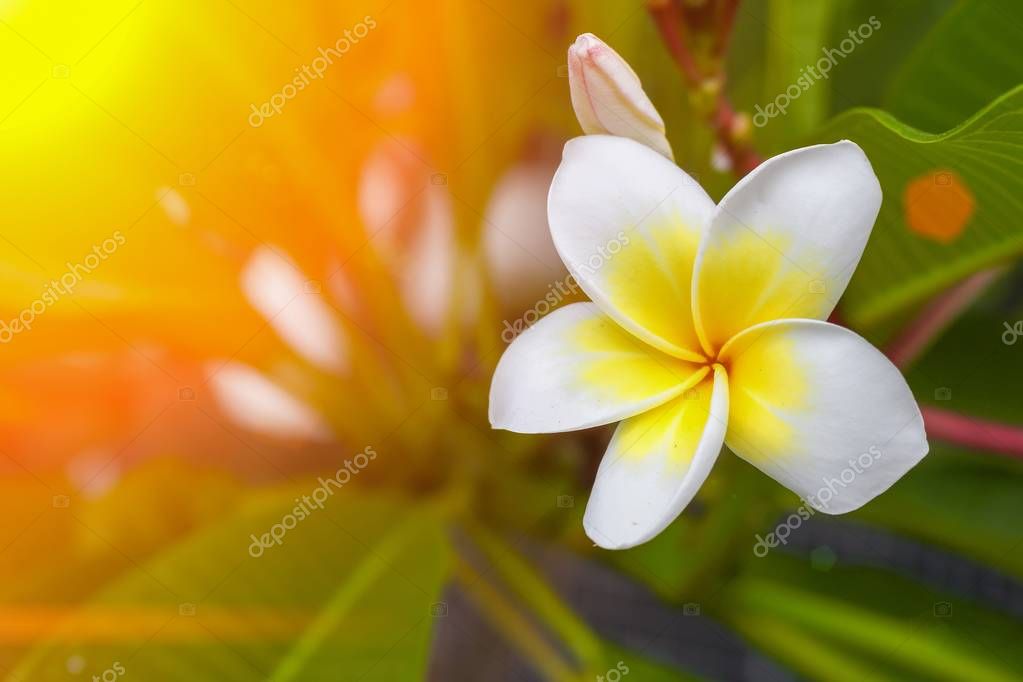 Rosa del desierto Flor tropical en un árbol, o flor de lirio de Impala 2023