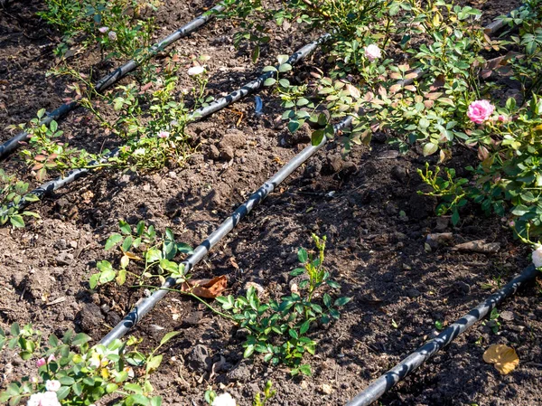 Irrigation hoses Stock Photos, Royalty Free Irrigation hoses Images ...