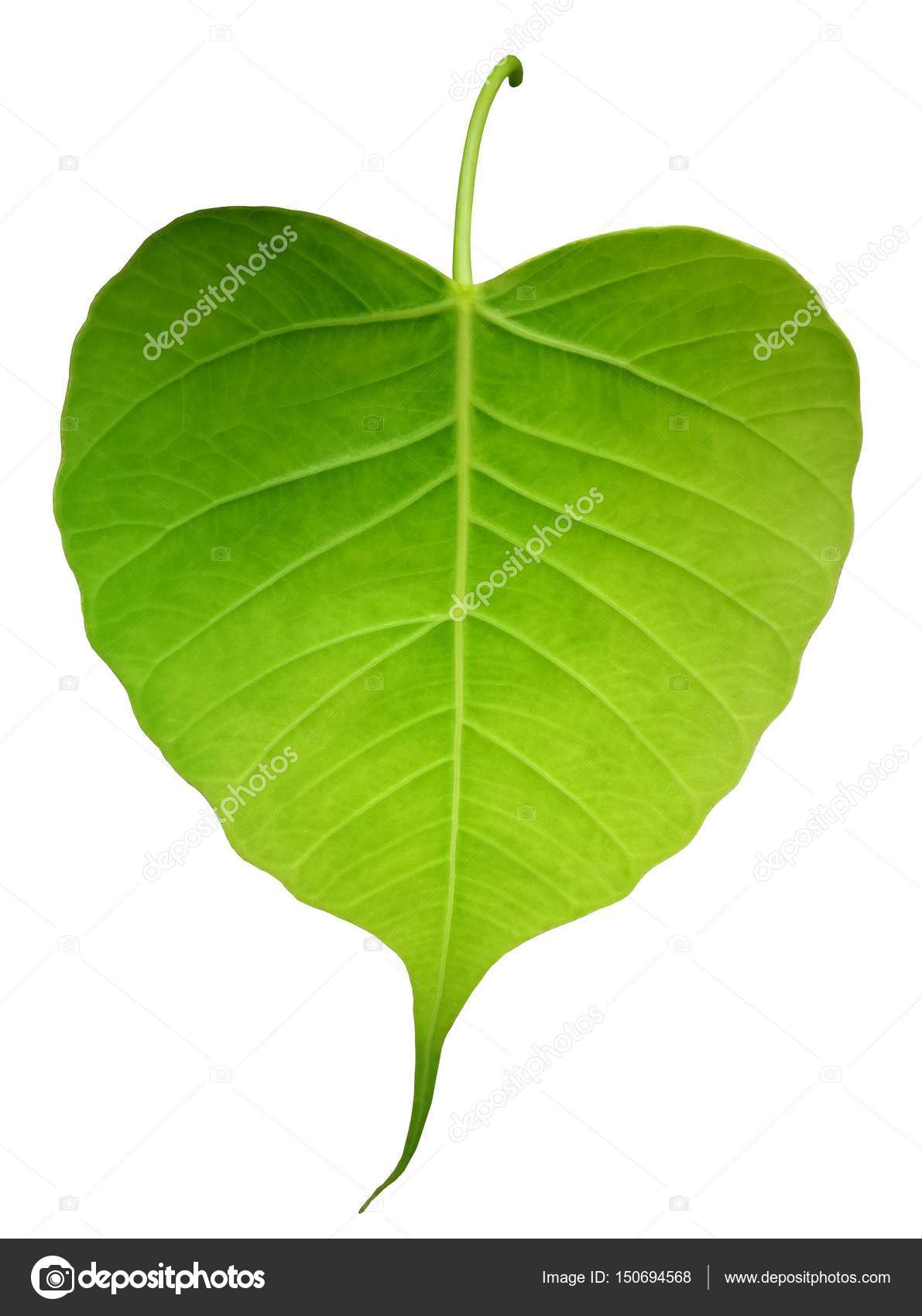 Green bothi leaf (Pho leaf, bo leaf) isolated on white backgroun ...