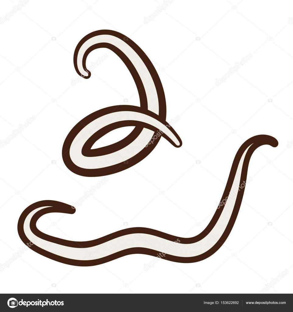 Roundworms Life Cycle In Humans