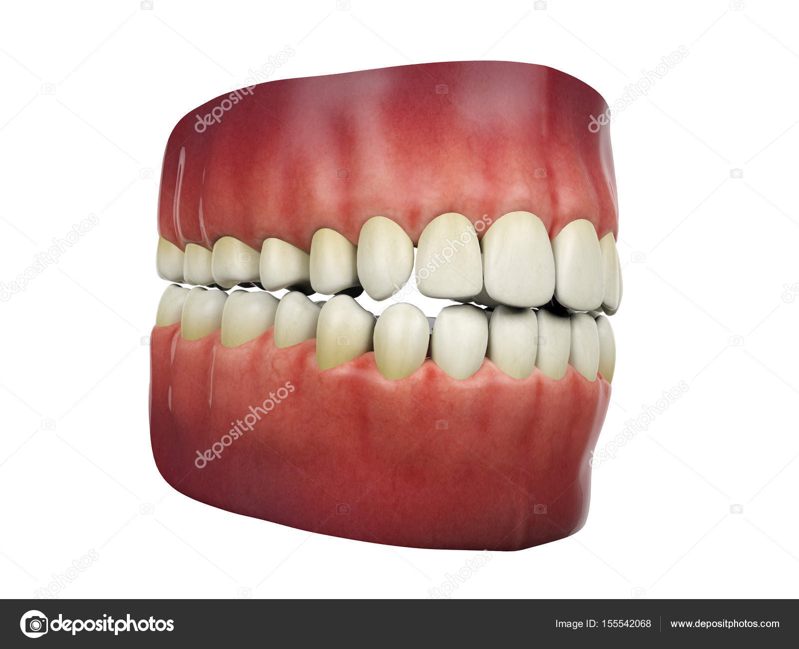 Human teeth isolated on white background, 3D rendering Stock Photo by ...