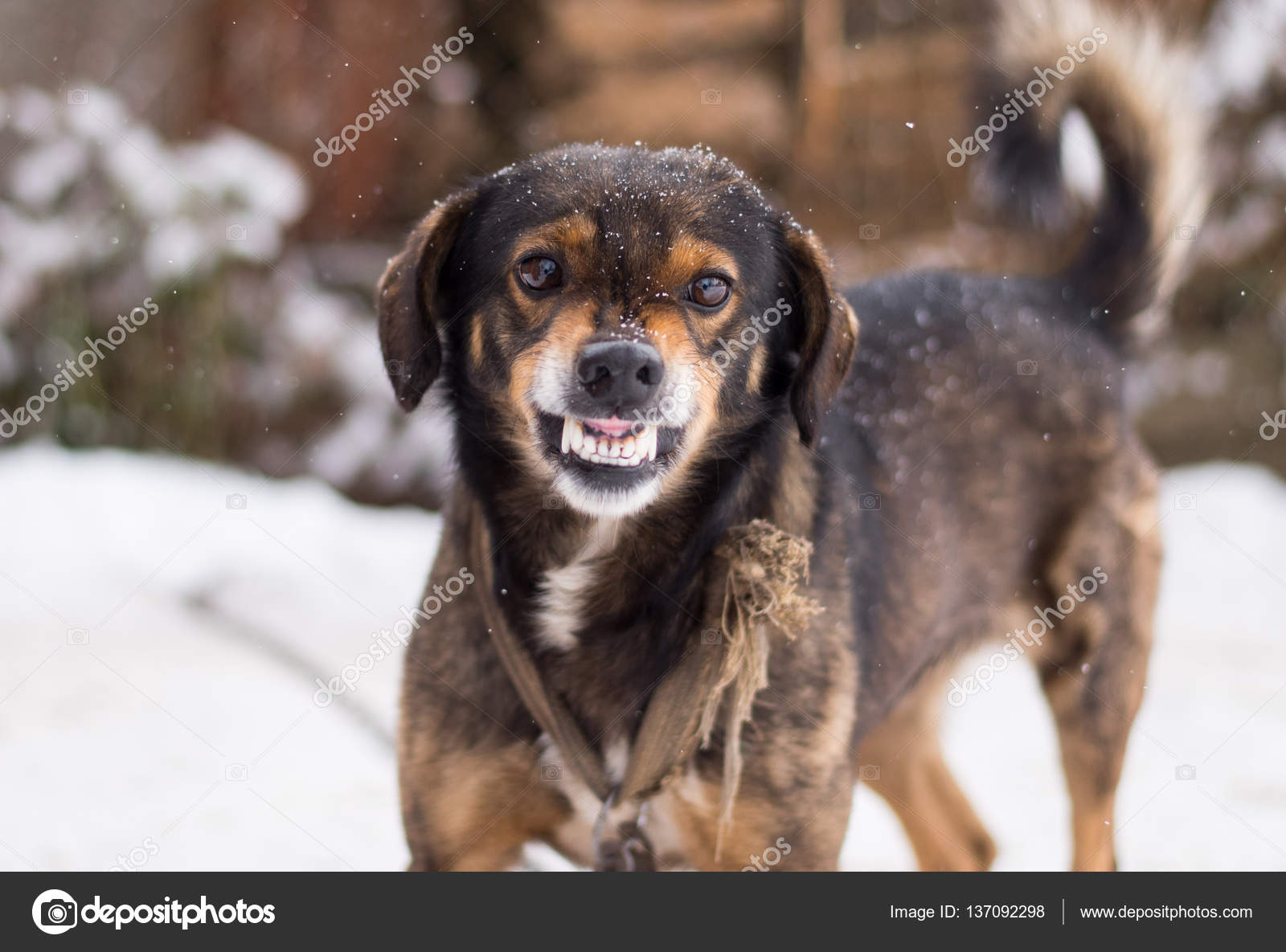 Are Huntaway Aggressive