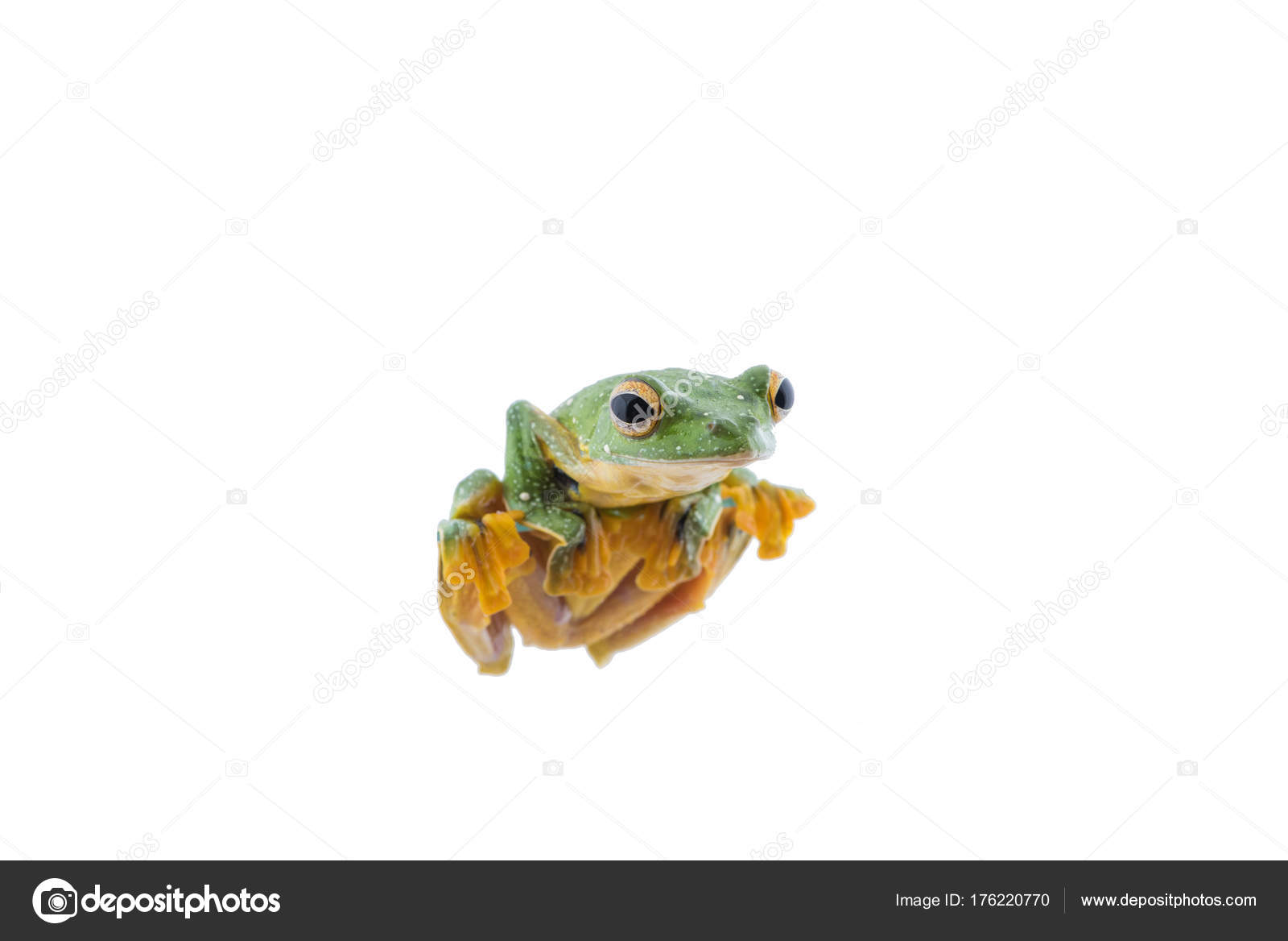 Black-webbed flying tree frog, Rhacophorus kio, on white backgro ...