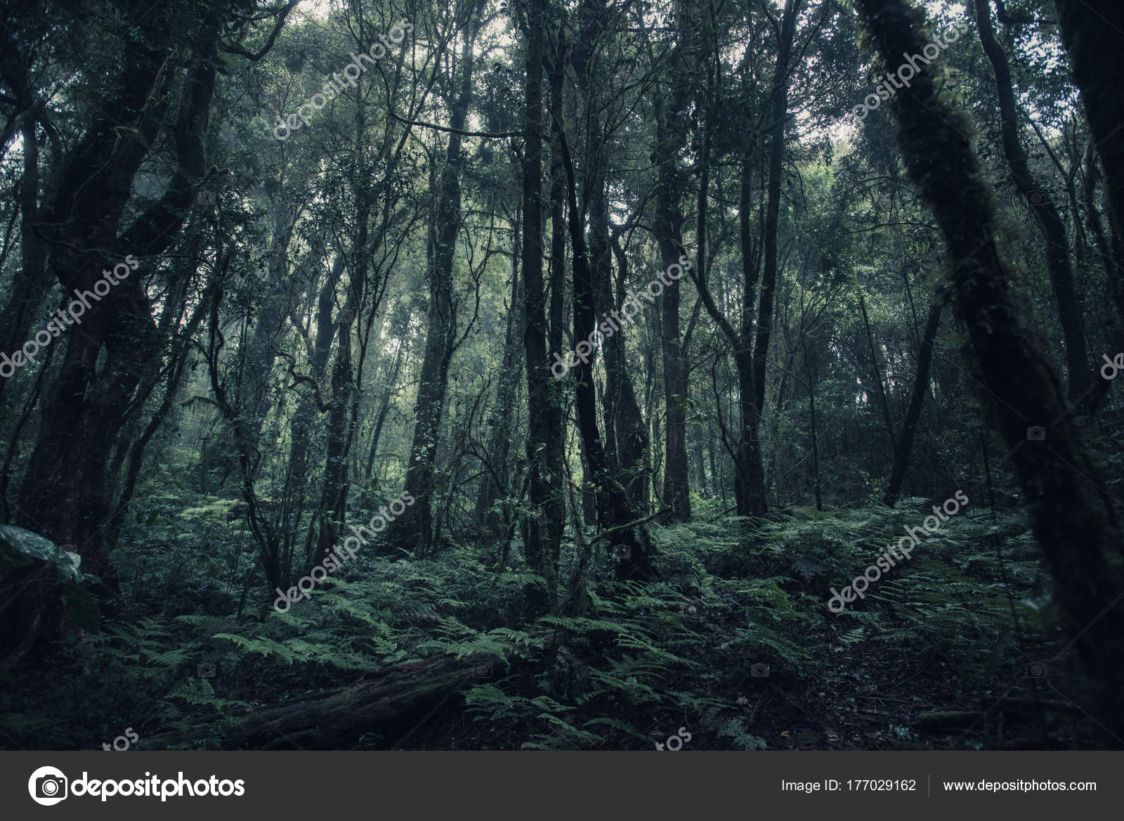 Beautiful Forest Pictures Rain