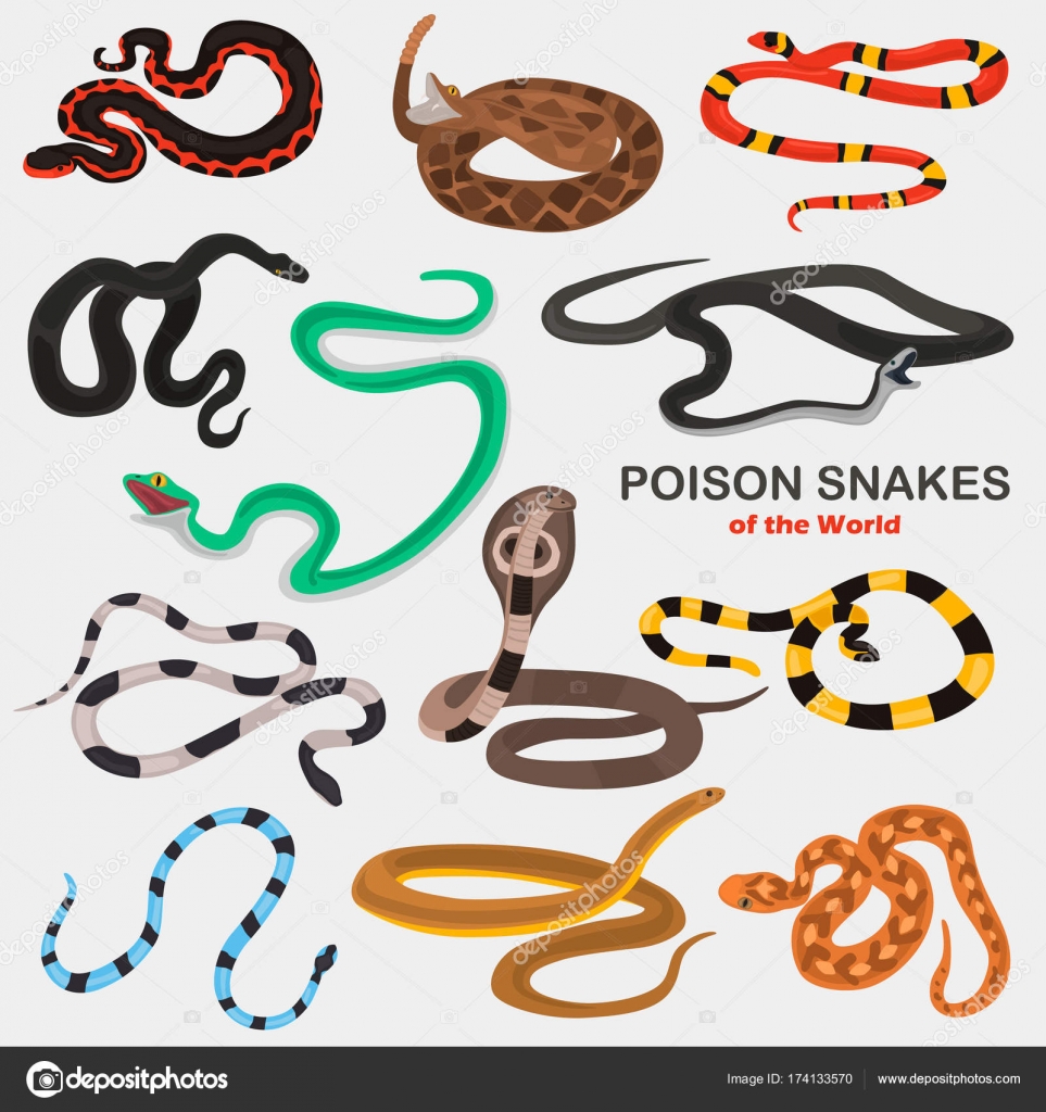 Different poison snakes color flat icons set Stock Vector by ...