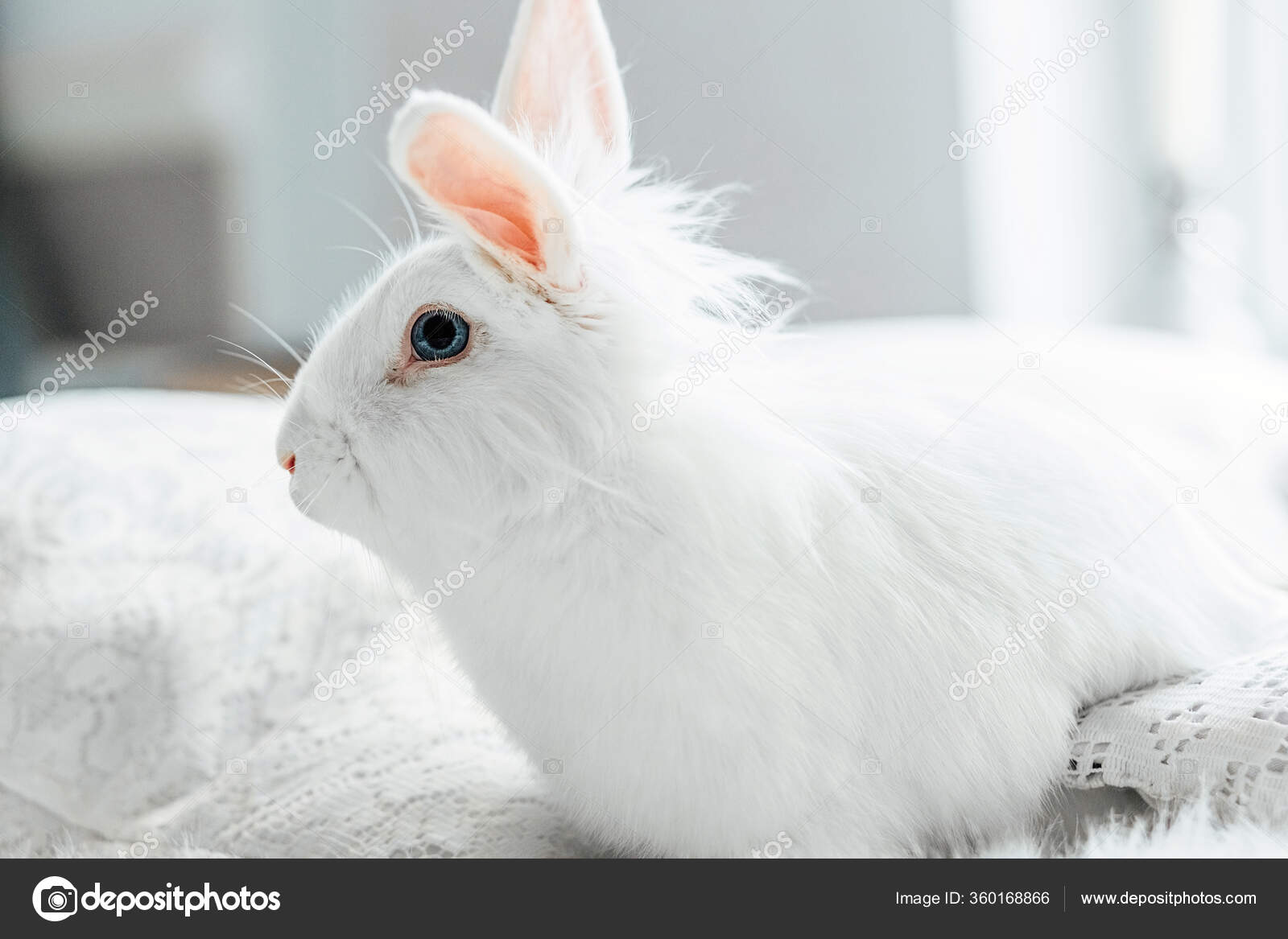 White Dwarf Rabbit Blue Eyes