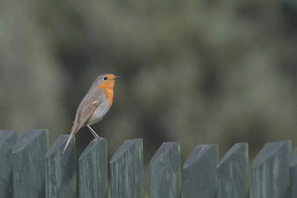 European robin on fence Stock Photos, Royalty Free European robin on ...
