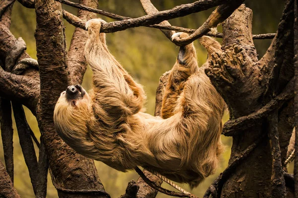 Sloth hanging Stock Photos, Royalty Free Sloth hanging Images ...