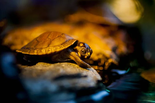 Eastern painted turtle — Stock Photo © kjorgen #2398435