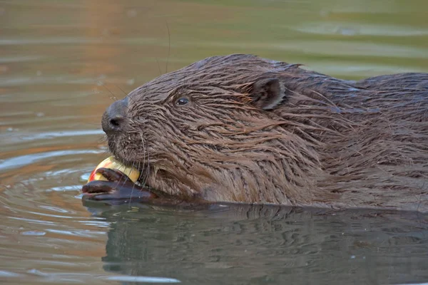 Castor comiendo Stock Photos, Royalty Free Castor comiendo Images ...