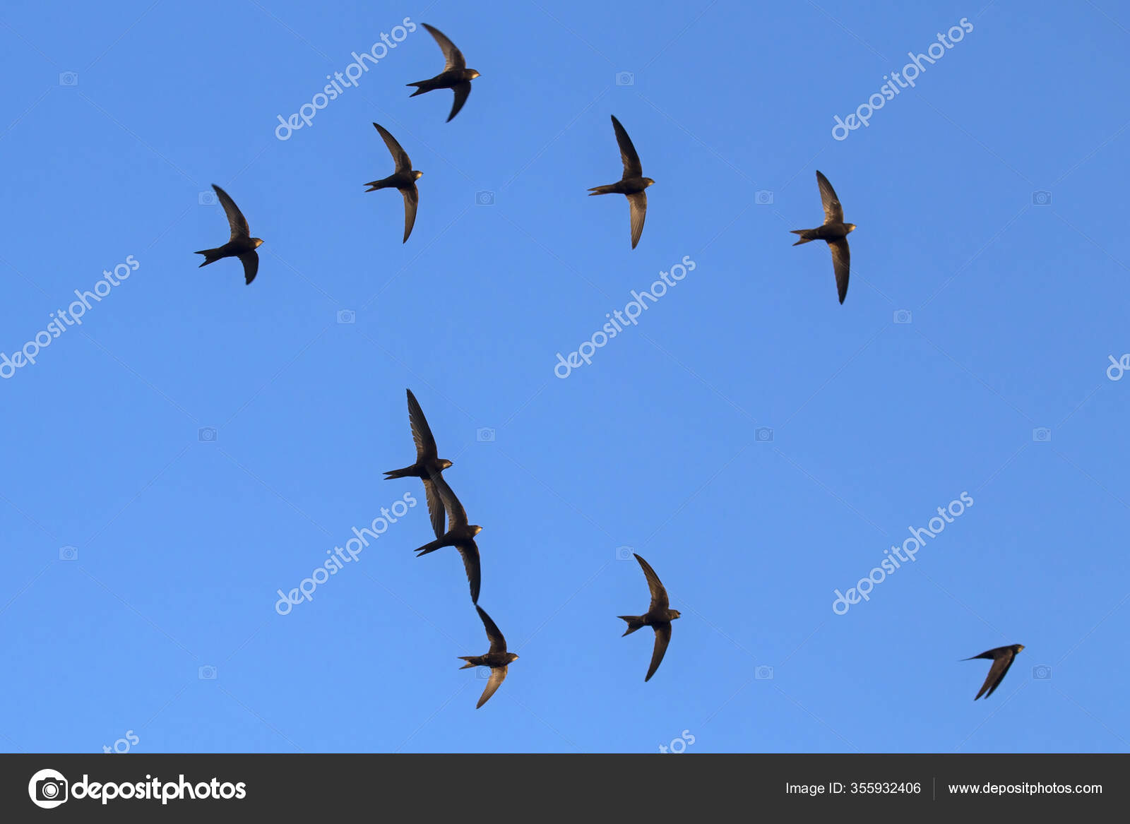 Flock Flying Black Swifts Common Swift Apus Apus Stock Photo by ©avs_lt ...