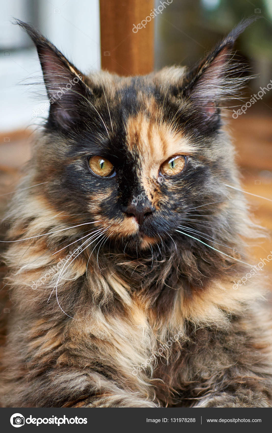 Tortoiseshell Maine Coon Cat