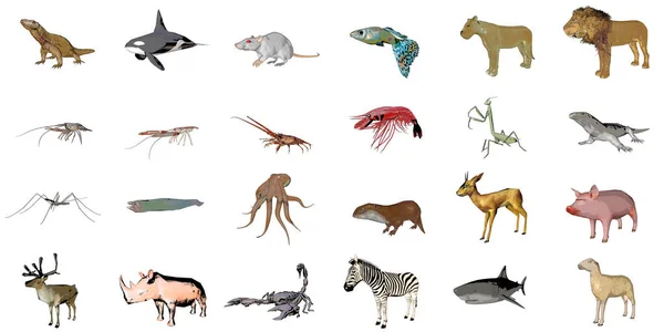 Animal endangered collage Stock Photos, Royalty Free Animal endangered ...