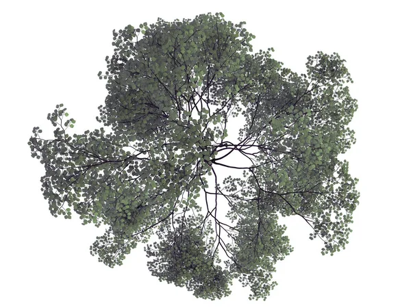 Top view of pedunculate oak tree isolated on white background — Stock ...